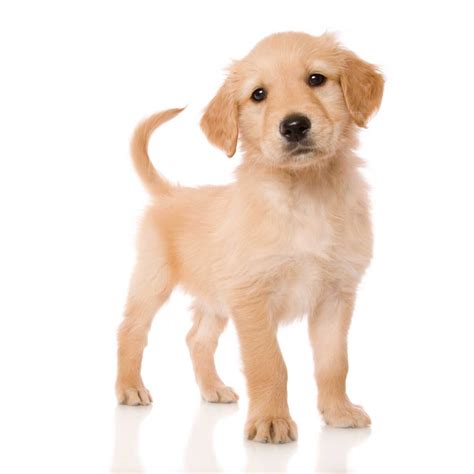 Щенок на белом фоне 85 фото картинки Sobakovod Club