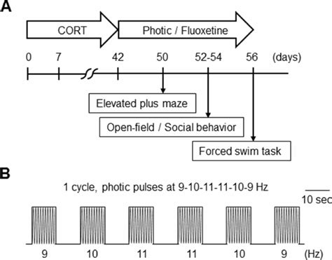 Experimental Design A Time Schedule Of Experiments Including Download Scientific Diagram