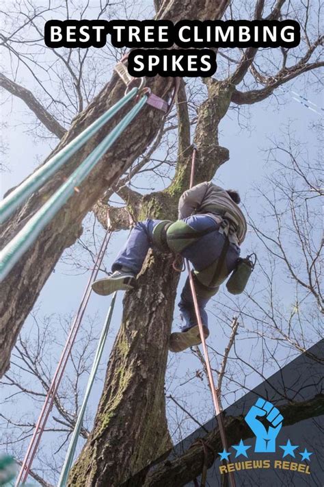 Best Tree Climbing Spikes Climbing Tree Stands Tree Stand Fun Workouts