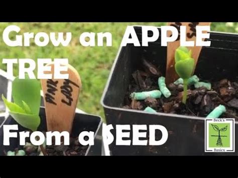 How To Grow An APPLE TREE From A Seed YouTube