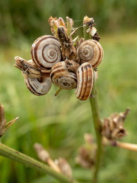 Snail Mollusk Shell Free Photo On Pixabay Pixabay
