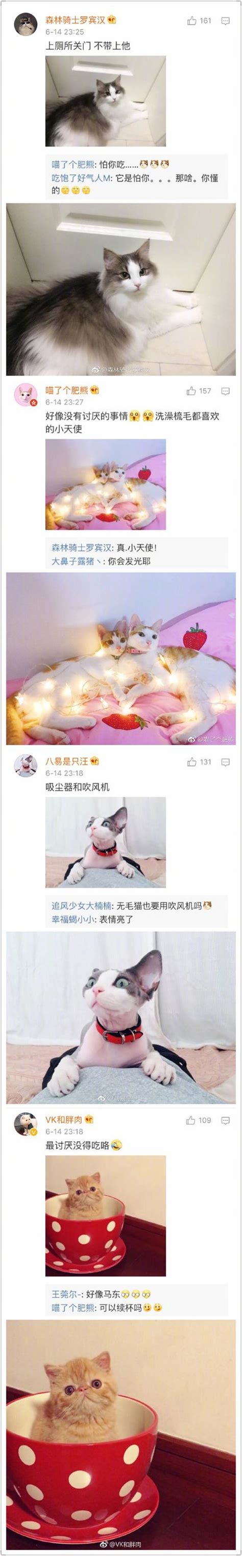 你家貓咪最討厭的事情是什麼？網友的評論笑噴了，說說你家貓 每日頭條