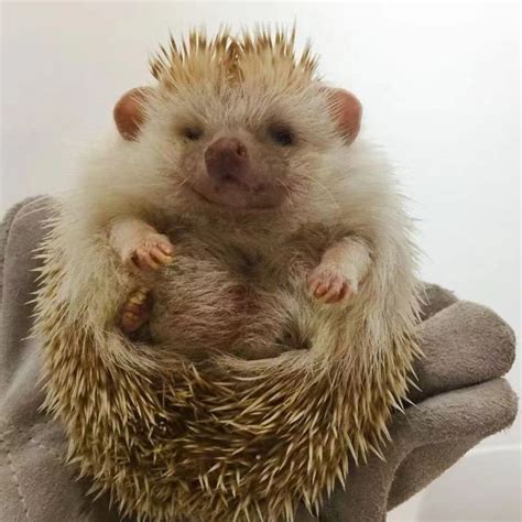 How To Use Mind Mapping For Team Tasks A Step By Step Guide