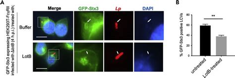 Example Outcome 2 Using The Semi Permeabilization Technique Influence Download Scientific
