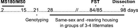 Experimental Design Rats Were Exposed To Daily Maternal Separation