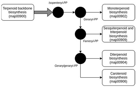 Antibiotics Free Full Text Employing Genome Mining To Unveil A