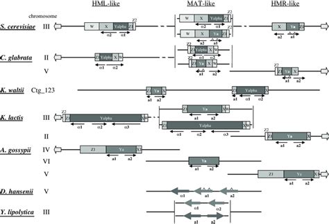 Representation Of Mat And Mat Like Loci In Six Yeast Genomes In