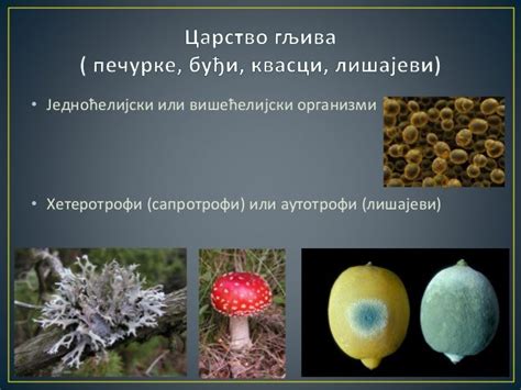 класификација живих бића