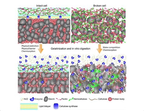 Figure E Schematic Showing The Structures Of Starch Containing Intact Download Scientific