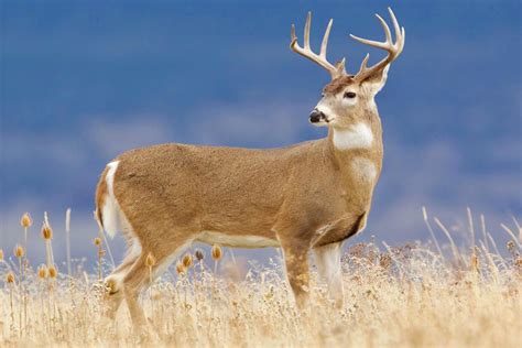 Prion Disease Convergent Animal Human