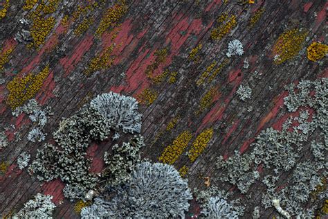 무료 이미지 나무 록 구조 목재 조직 잎 무늬 가을 흙 자료 그림 짜다 미술 배경 지질학 오래된 페인트 5184x3456 694915