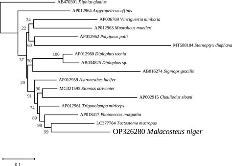 the Mitochondrial Genome Of The Bioluminescent Fish Malacosteus Niger