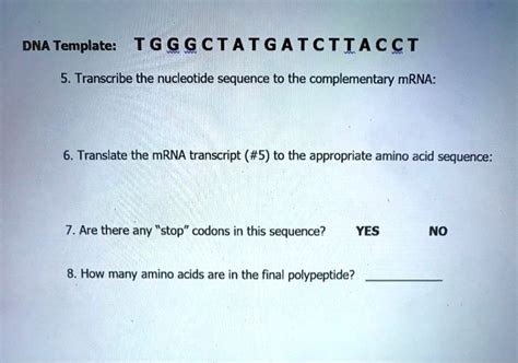 Solved Dna Template Tgggctatgatctiacct 5 Transcribe The Nucleotide