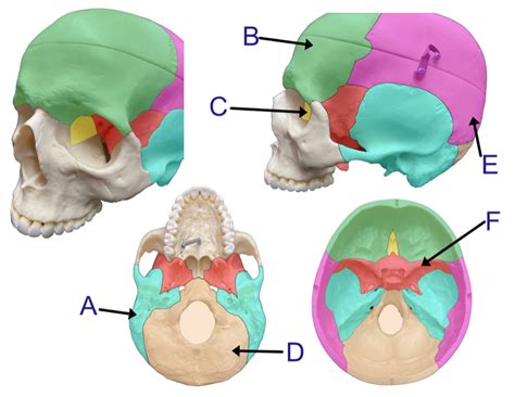 Cranium Bone Names Diagram Quizlet