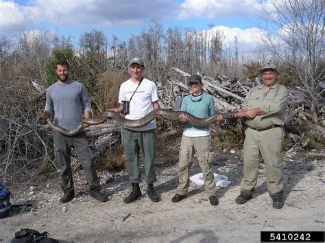 Pythons Genus Python Daudin 1803