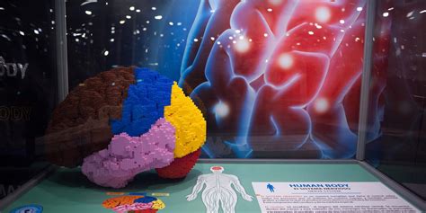 Not A ‘discredited Theory Of The Human Brain Wsj