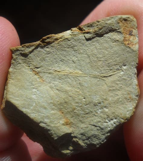 Fossil Fossil Id The Fossil Forum