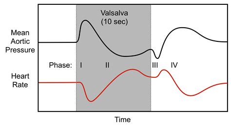 Cv Physiology Hemodynamics Of A Valsalva Maneuver