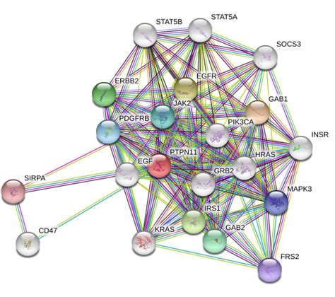 Shp 2 Protein Overview Sino Biological