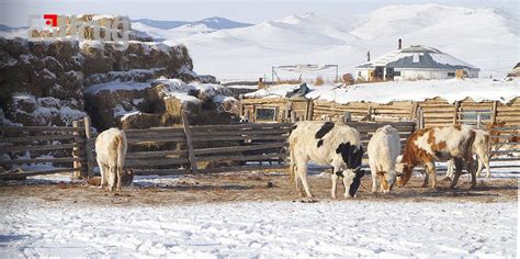 Зудын эрсдэлийн үнэлгээгээр Баян Өлгий Завхан Увс маш их эрсдэлтэй гарчээ