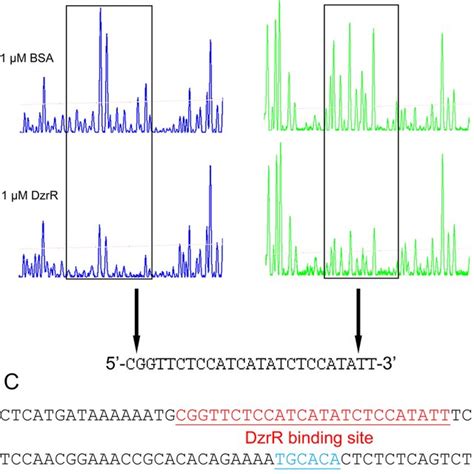 Identification Of Dzrr In Dickeya Oryzae Ec1 A Relative Fluorescence