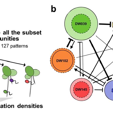 Evaluation Of The Interspecies Interactions Within The Seven Member Download Scientific Diagram