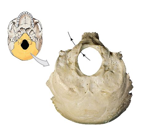 Occipital Bone Inferior Diagram Quizlet
