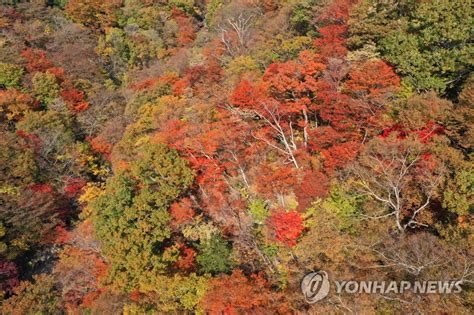 붉게 물드는 피아골 단풍 연합뉴스