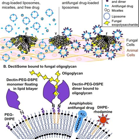 A Using Glycan Binding Proteins To Coat Antifungal Drug Loaded Download Scientific Diagram