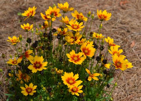 Coreopsis Are Colorful And Low Maintenance In Gardens Mississippi