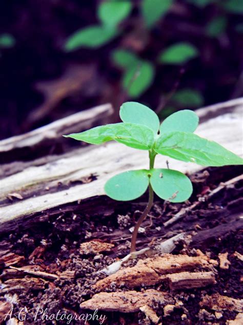 Maple Tree Sprout Rekastellar