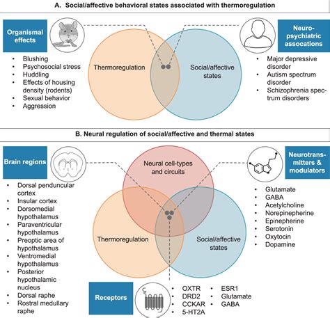 Figure 1 From Neural Cell Types And Circuits Linking Thermoregulation And Social Behavior