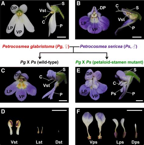 Flower Morphology Of Petrocosmea Glabristoma ♀ P Sericea ♂ And