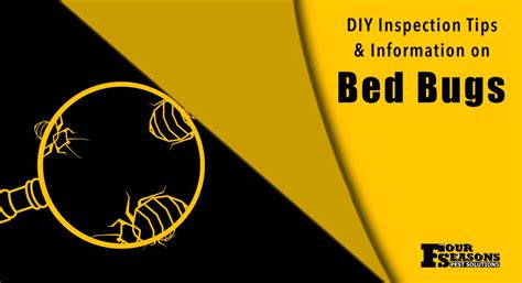 Diy Bed Bug Inspection Four Seasons Pest Solutions