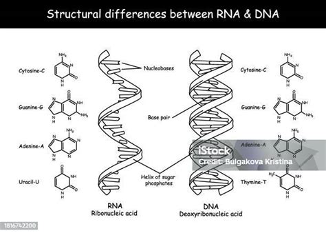 Struktur Molekul Dna Dan Rna Ilustrasi Vektor Pendidikan Infografis Ilustrasi Stok Unduh