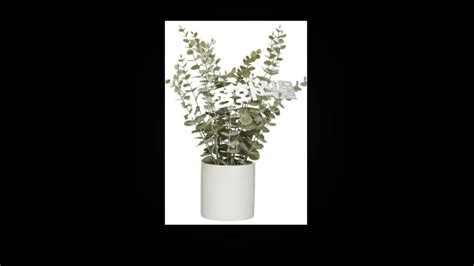 유칼립투스 화분식물 Youtube