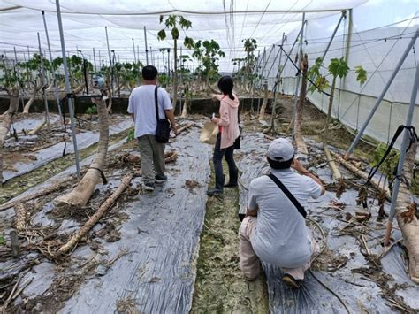 高雄農損免勘災損率 經審核通過可全部撥付農損救助金 地方 Nownews今日新聞