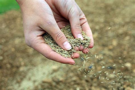 Grass Seed Netting Removal Summer Holiday