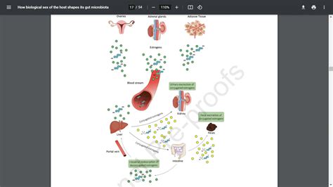 How Biological Sex Of The Host Shapes Its Gut Microbiota Excel Male Trt Forum