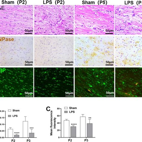 White Matter Maturation Disorders In Neonatal Rats After Download