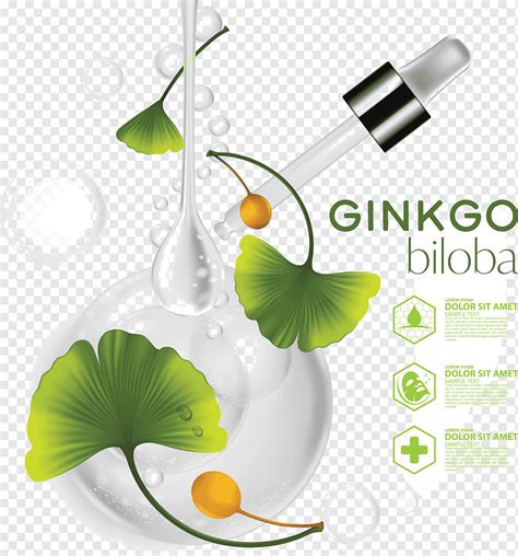 은행나무 추출물 에센스 화장품 Png Pngwing