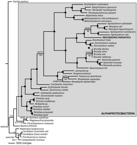 The Topology Is Identical To The Maximum Likelihood Tree Recovered By