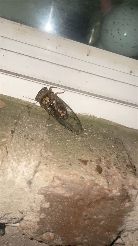 Stupid Scary Ass Bug Flips The Fuck Out R Bugsarefuckingstupid