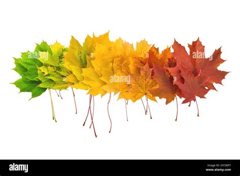 set of maple leaves lying in a row isolated on white background with