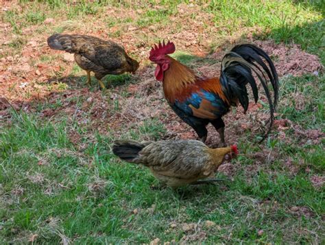 Penentuan Jenis Kelamin Dan Determinasi Sex Makhluk Hidup