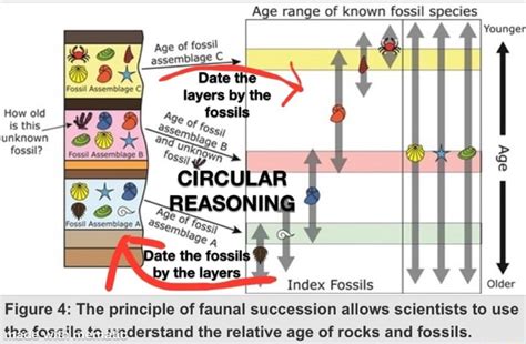 Age Range Of Known Fossil Species Younger Age Of Fossil Assemblage C Date Layers By The How Is