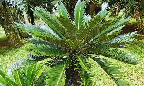Sago Palm Plant Care And Growing Guide