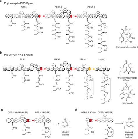 Structural Basis For Binding Specificity Between Subclasses Of Modular