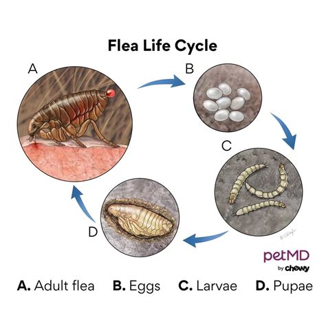 How To Get Rid Of A Flea Infestation Petmd