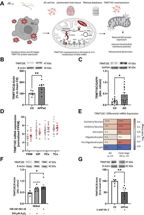 Study Finds Rna Modification Is Responsible For Disruption Of
